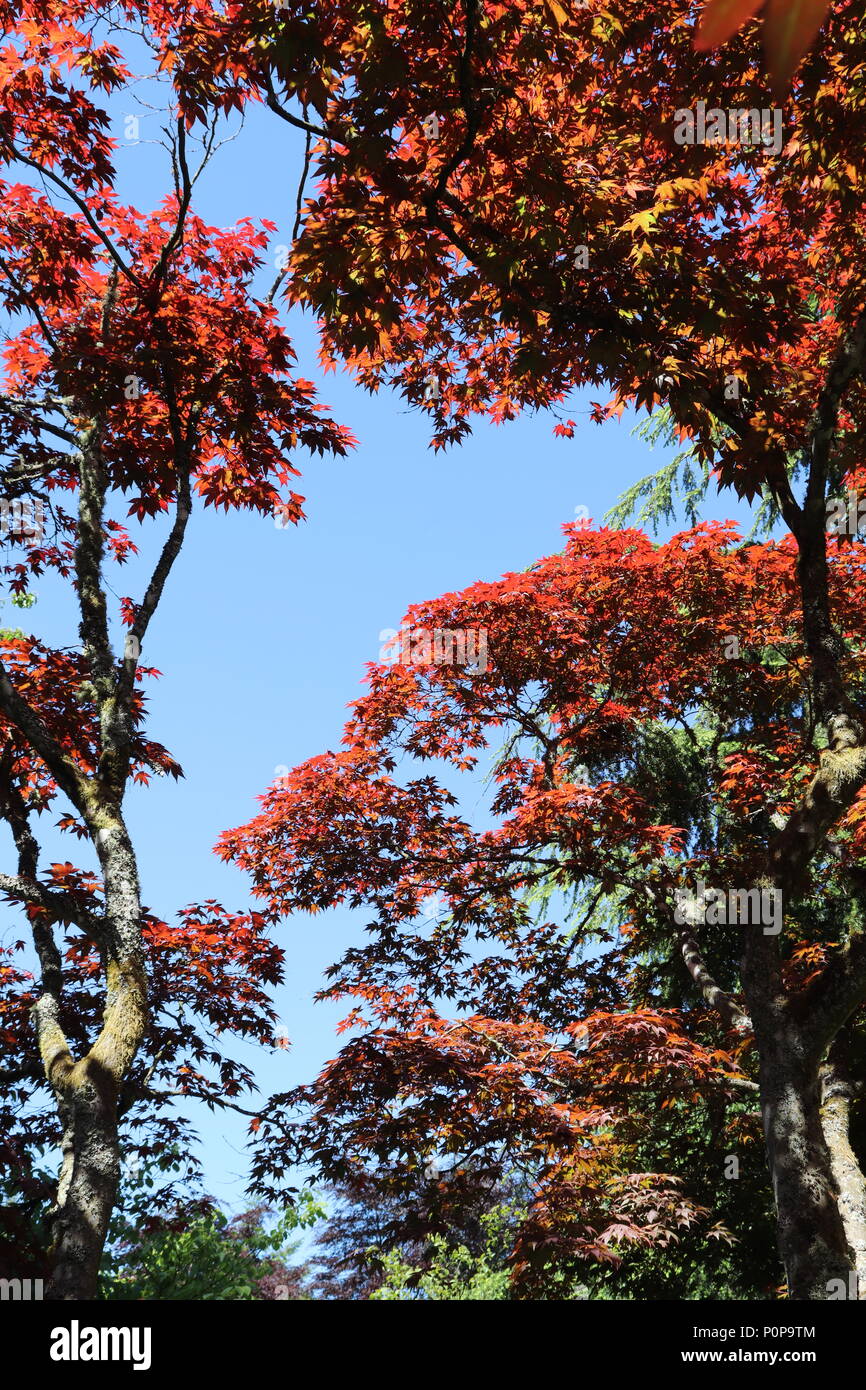 Tree canopies with red leaves Stock Photo - Alamy
