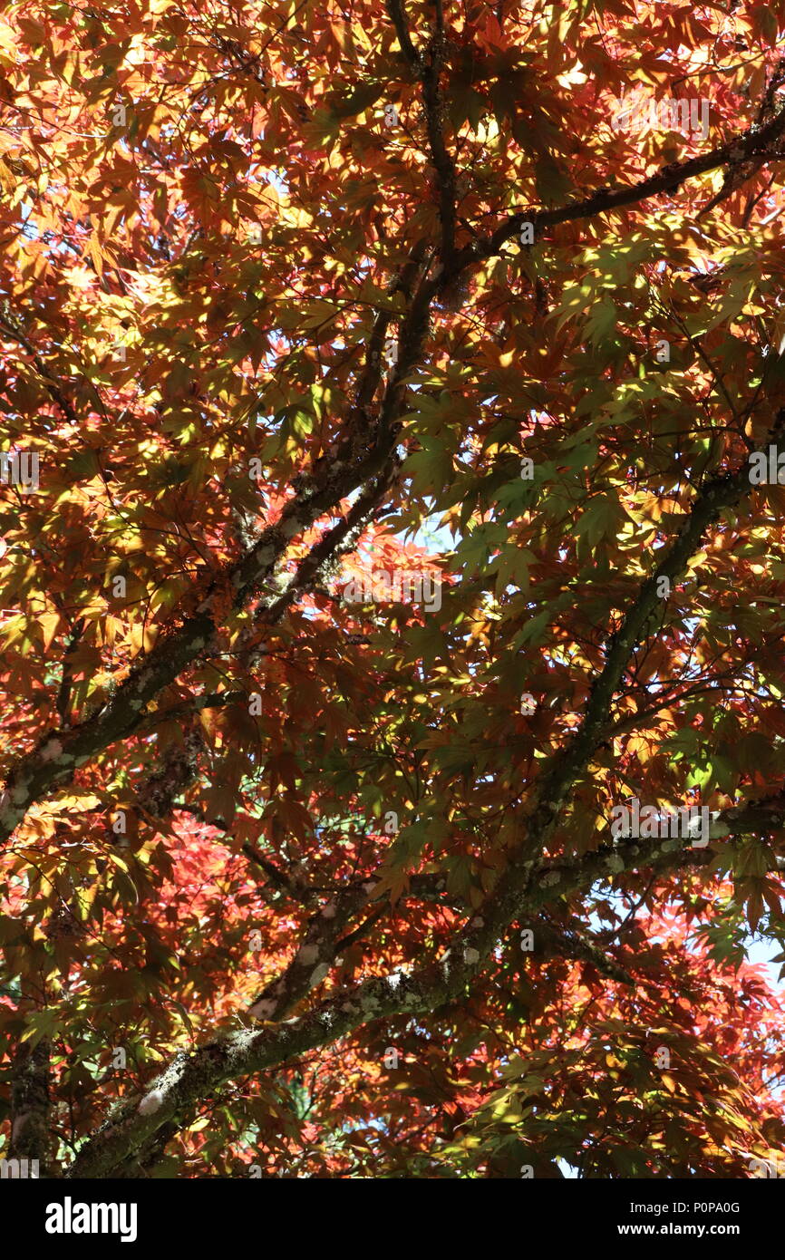Tree canopies with red leaves Stock Photo - Alamy