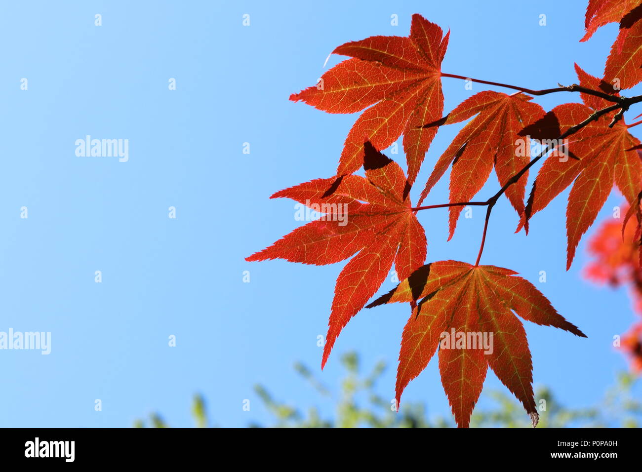 Tree canopies with red leaves against blue sky Stock Photo - Alamy