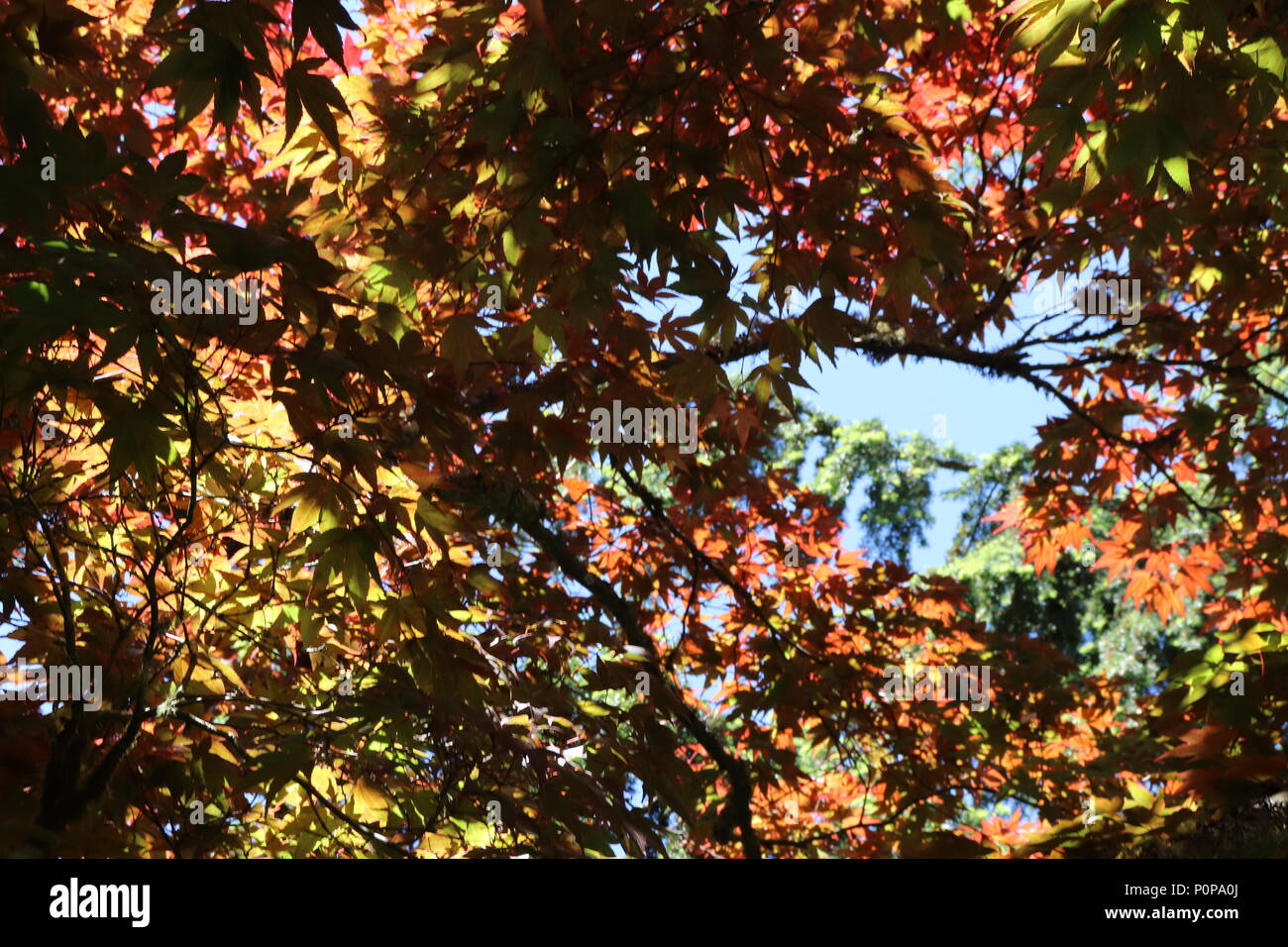 Tree canopies with red leaves Stock Photo - Alamy