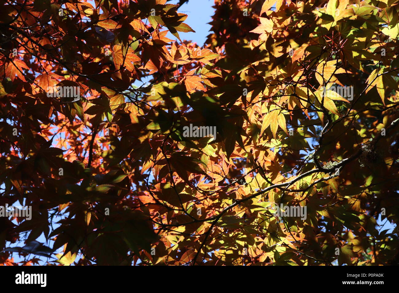 Tree canopies with red leaves Stock Photo - Alamy