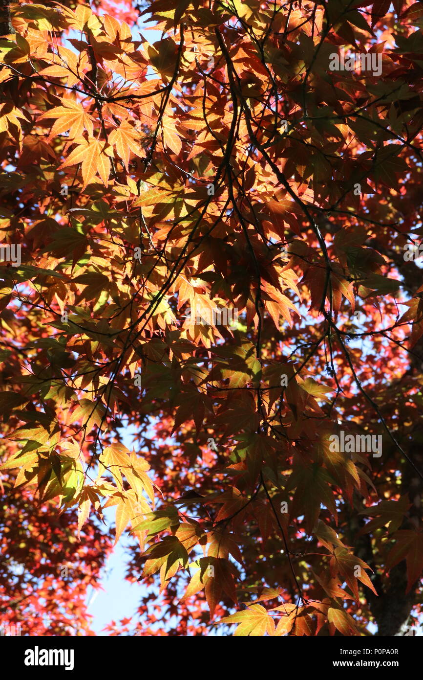 Tree canopies with red leaves Stock Photo - Alamy