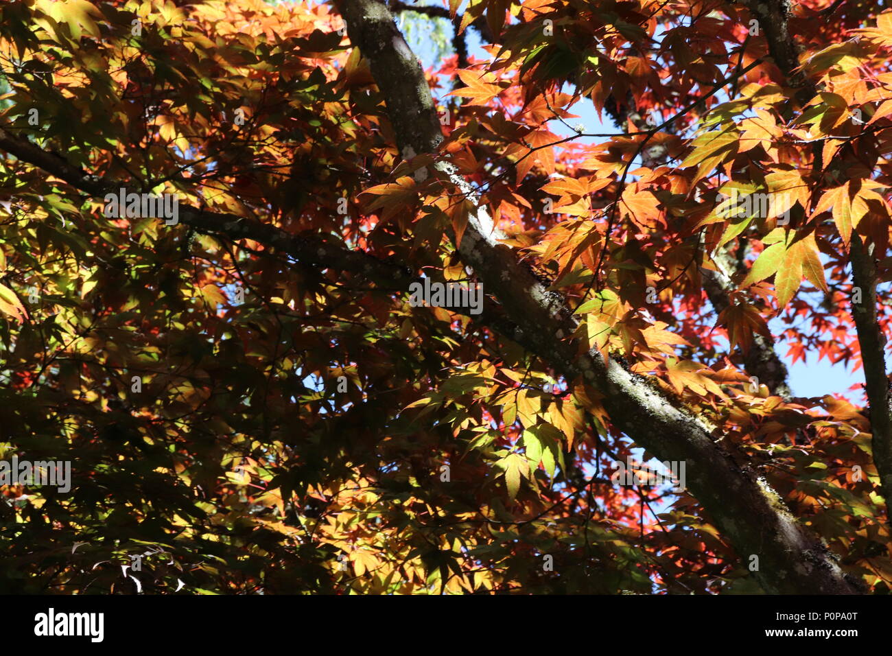 Tree canopies with red leaves Stock Photo - Alamy