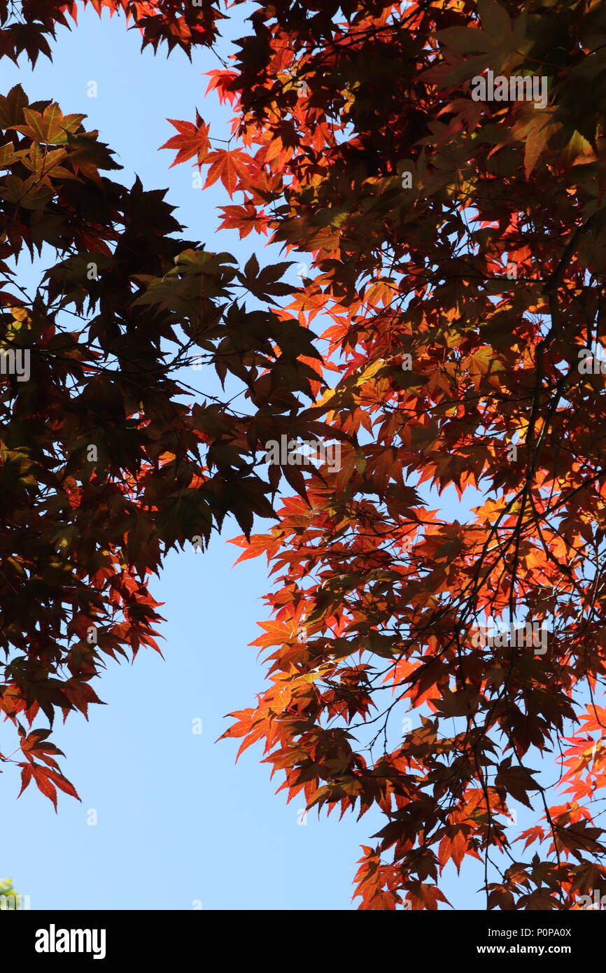Tree canopies with red leaves against blue sky Stock Photo - Alamy