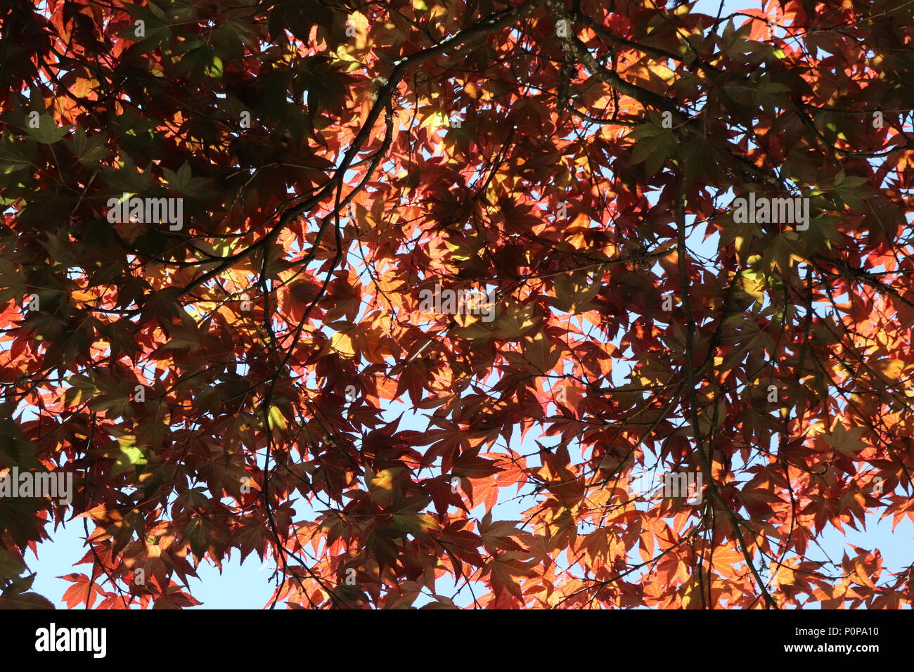 Tree canopies with red leaves Stock Photo - Alamy