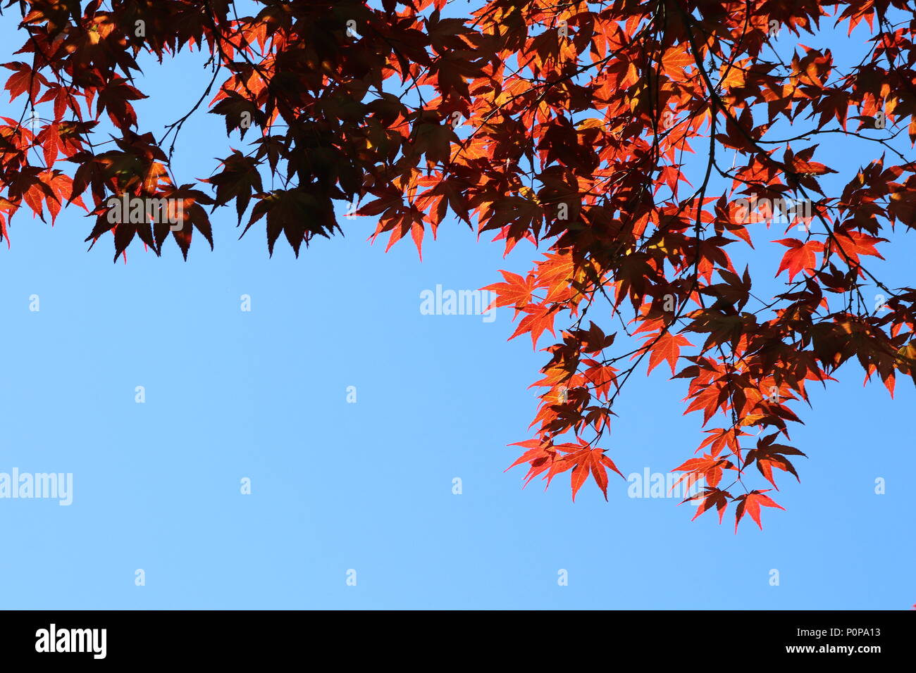 Tree canopies with red leaves against blue sky Stock Photo - Alamy