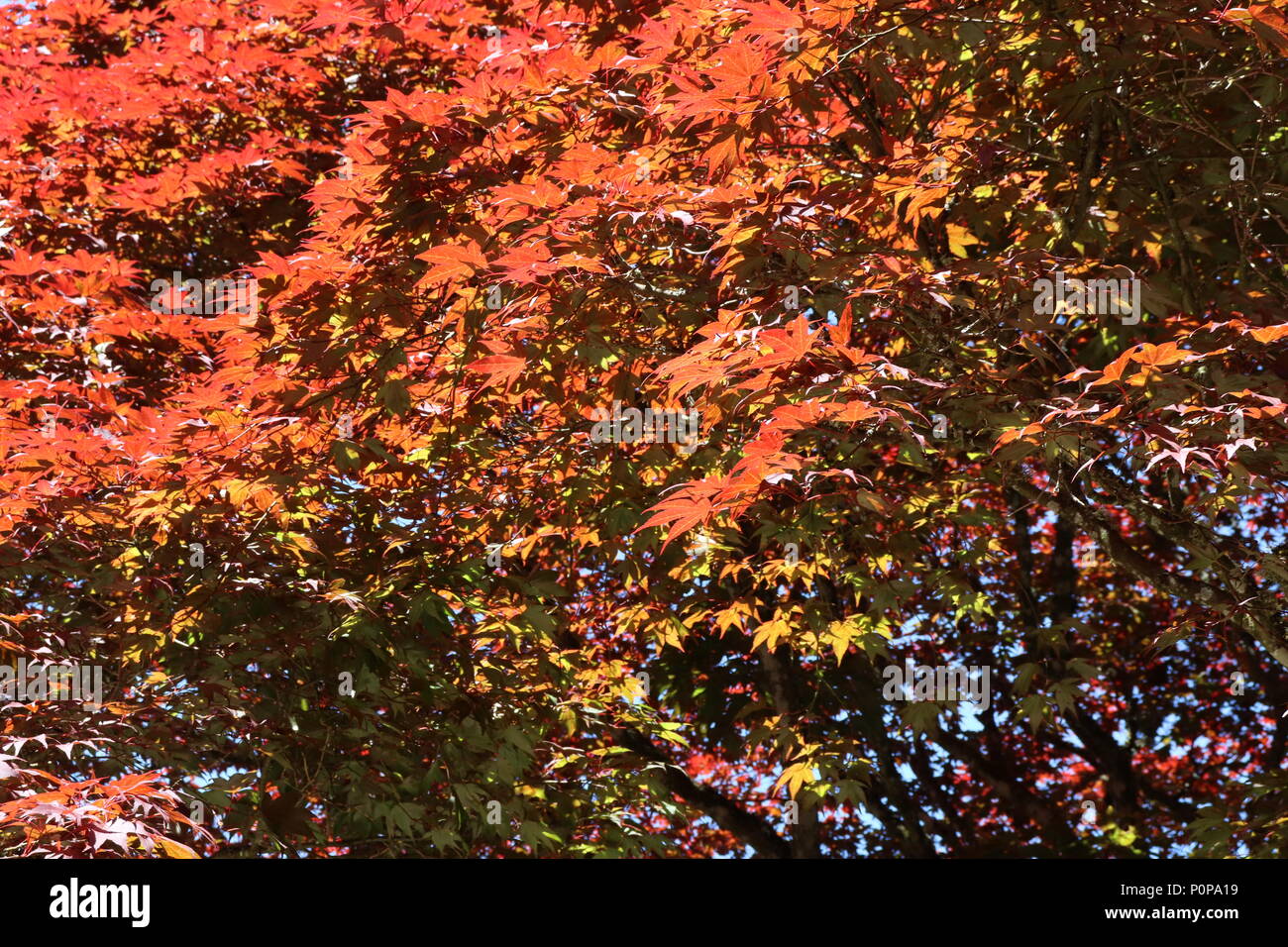Canopies of wood shade hi-res stock photography and images - Alamy