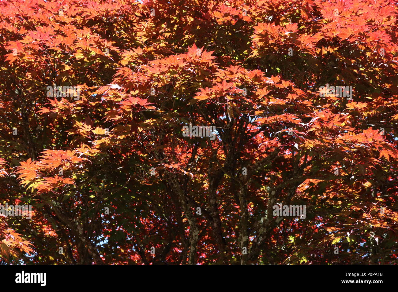 Tree canopies with red leaves Stock Photo - Alamy