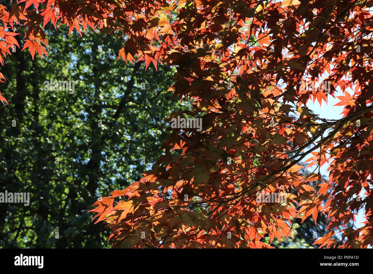 Tree canopies with red leaves Stock Photo - Alamy