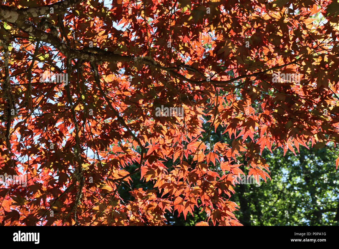 Tree canopies with red leaves Stock Photo - Alamy