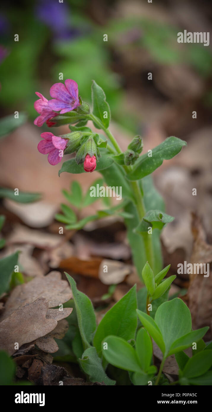 Pink and blue flowers Unspotted lungwort or Suffolk lungwort Pulmonaria ...