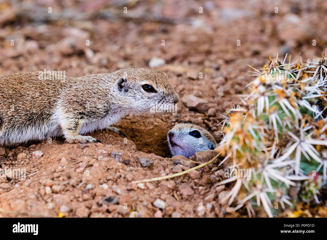 Rodents Of The Sonoran Desert