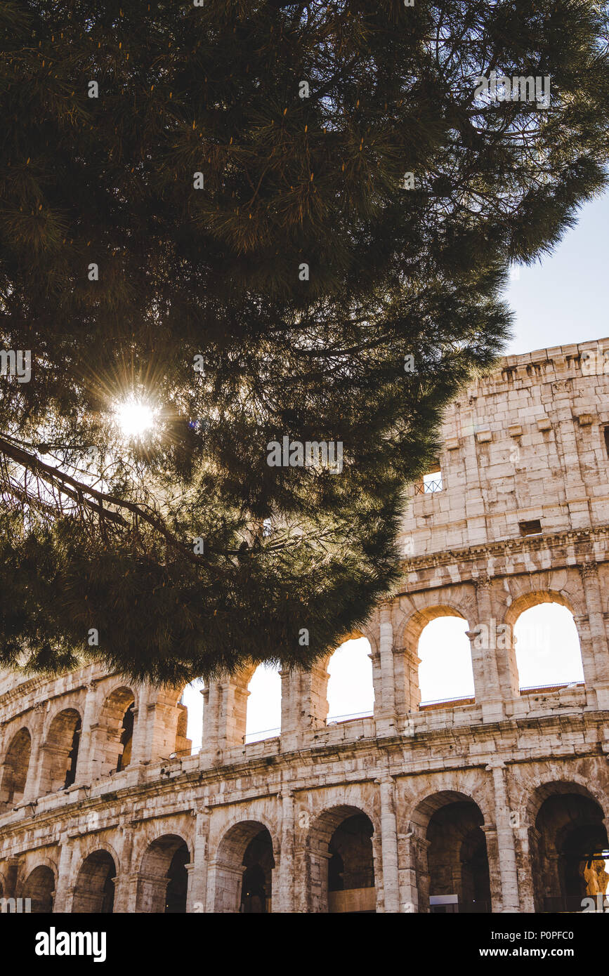 bottom view of ancient Colosseum ruins with tree and sunshine in Rome ...