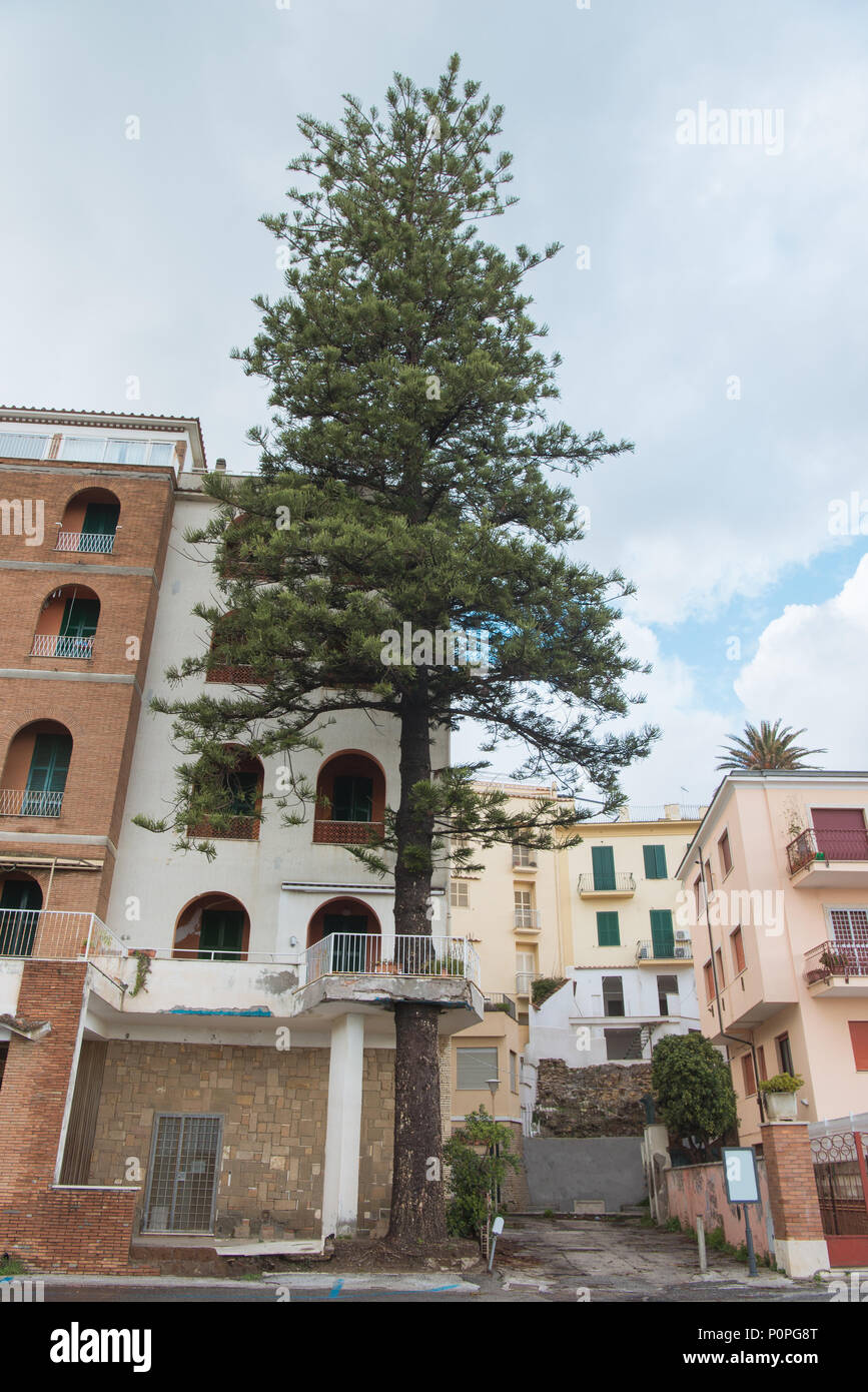 bottom view of pine growing in front of old european building, Anzio ...