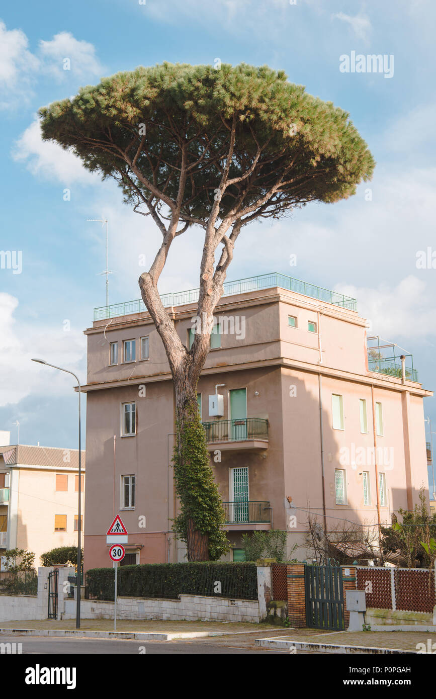 pine tree growing on near building at Anzio, Italy Stock Photo - Alamy