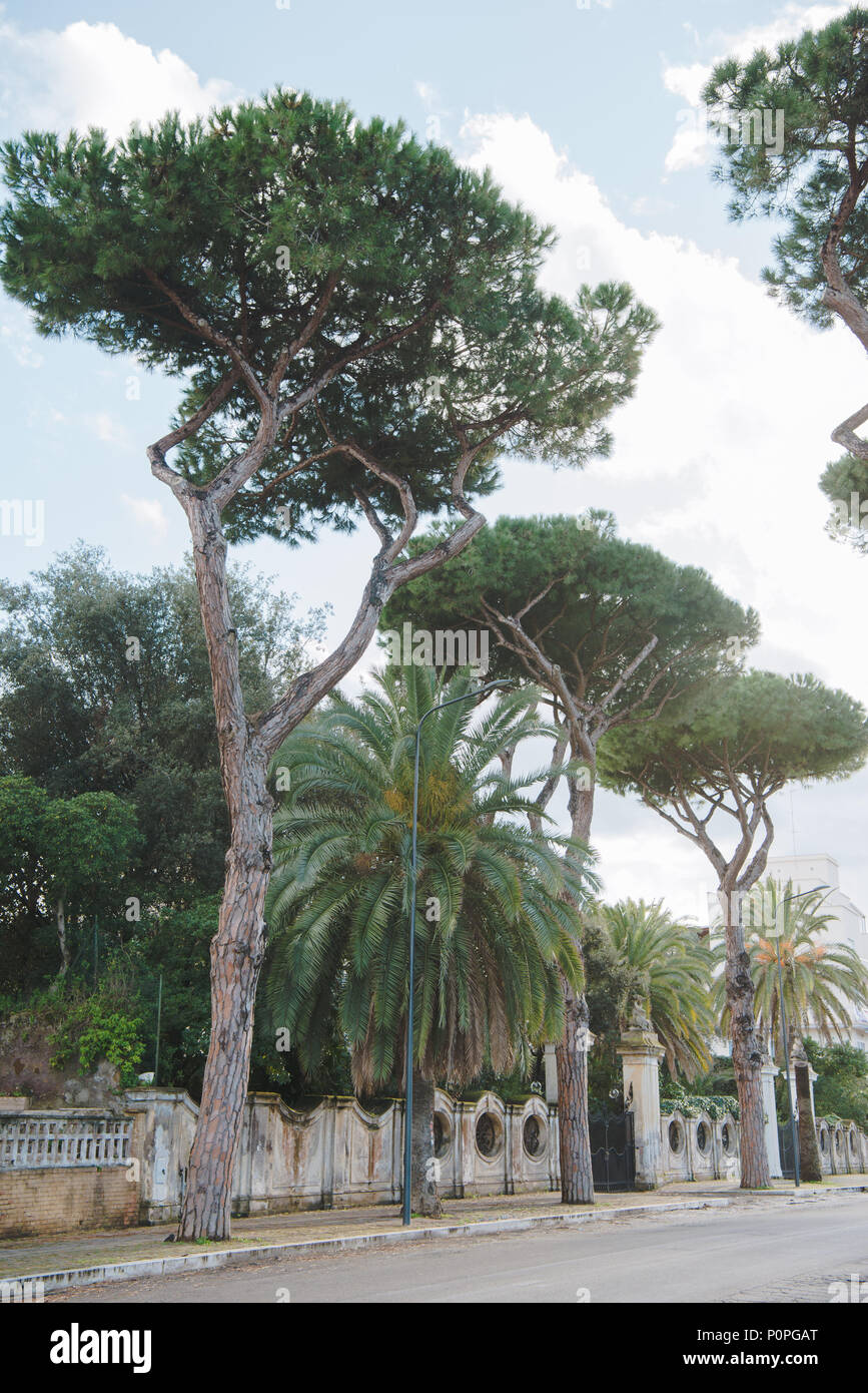 row of pine trees growing in front of ancient fence, Anzio, Italy Stock ...