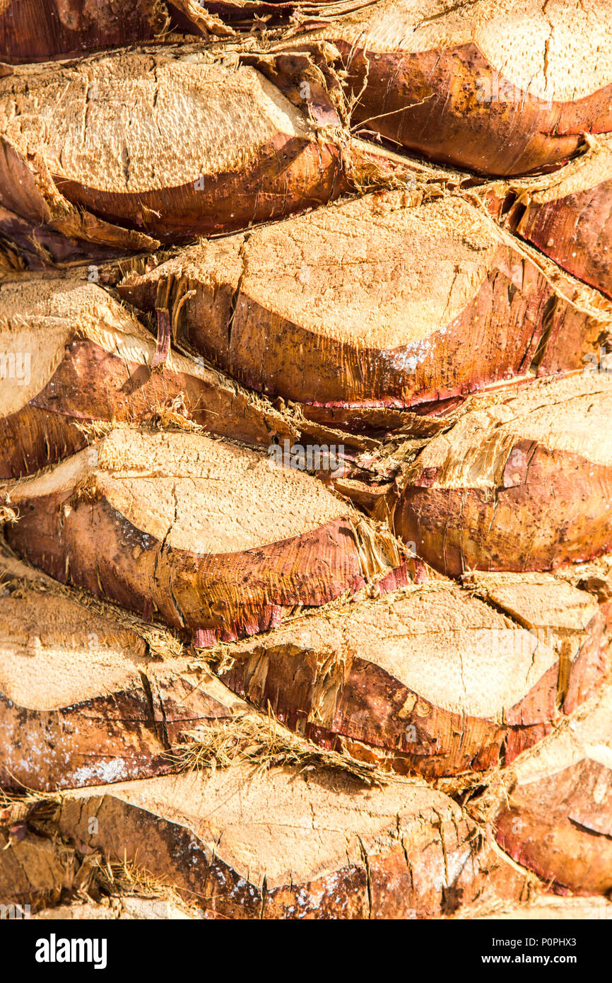 close-up view of brown palm tree stem texture Stock Photo - Alamy
