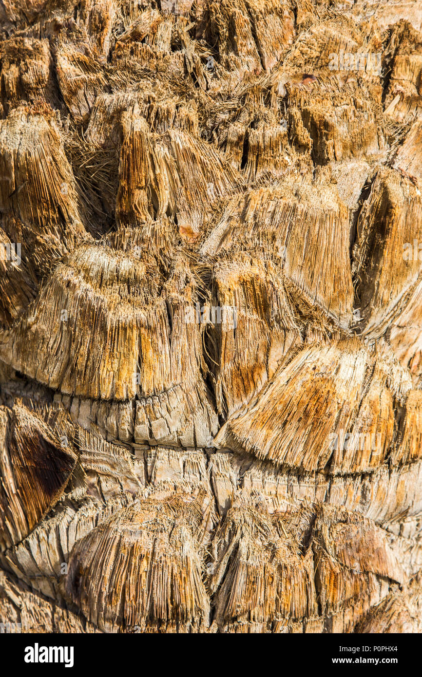 Stem texture hi-res stock photography and images - Alamy