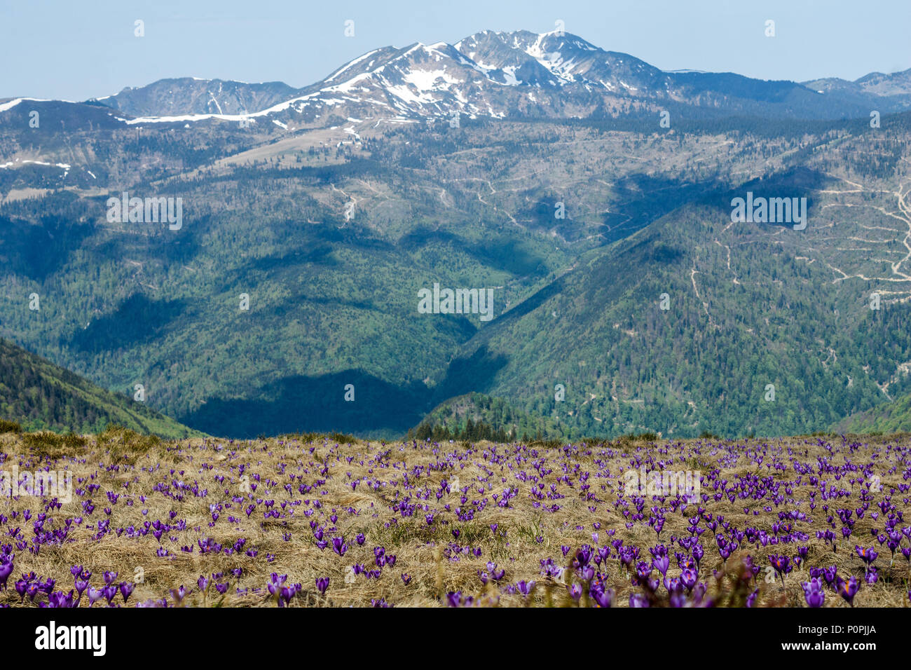 mountains covered by snow and field with flowers in Romania Stock Photo ...