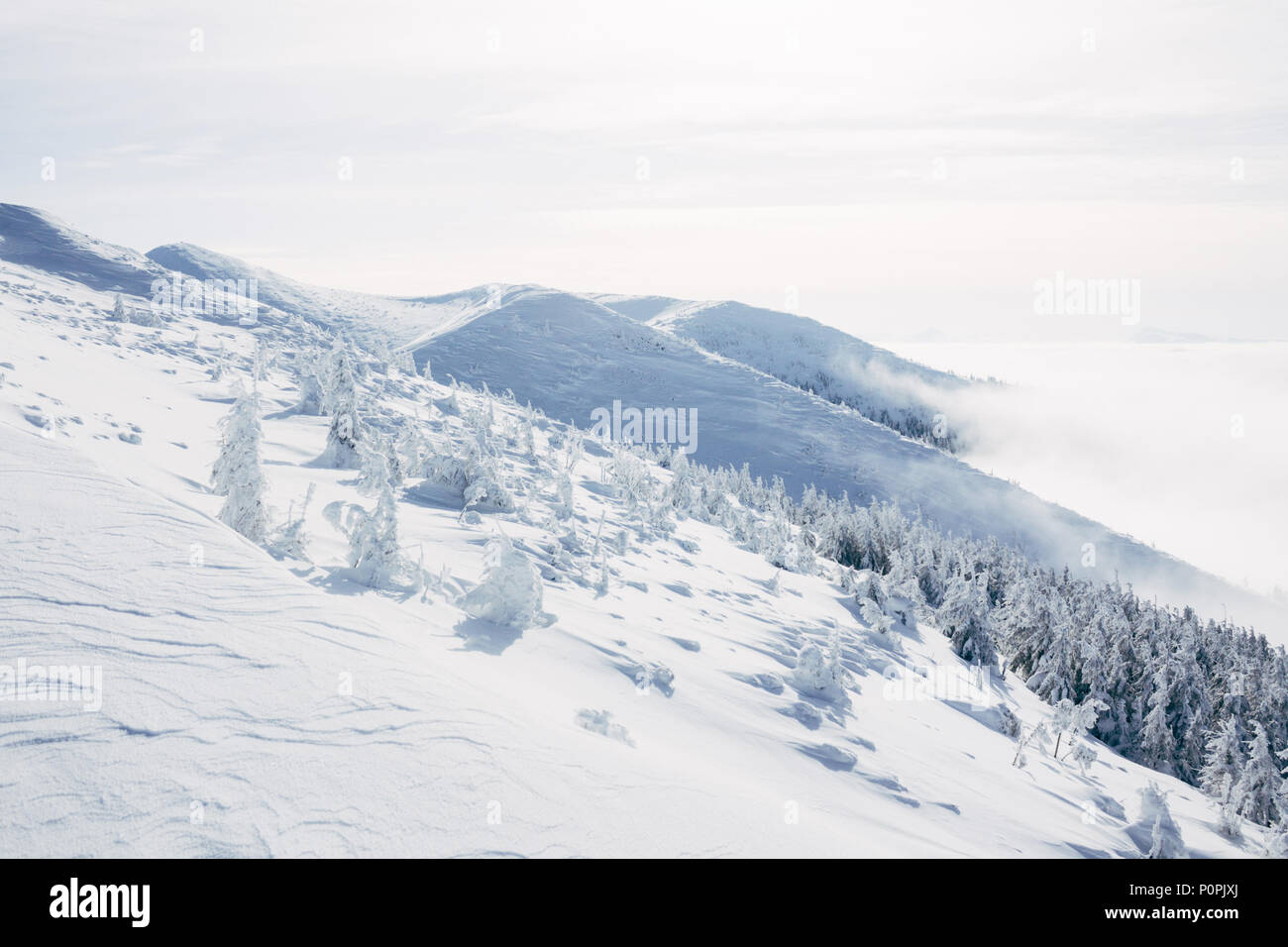 Frozen forest on hills of Gorgany mountains Stock Photo - Alamy