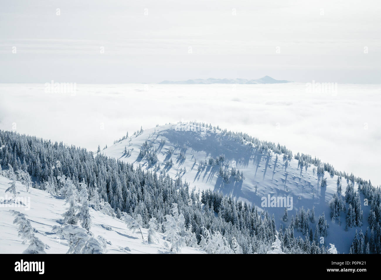 Trees on hills in winter Gorgany mountains Stock Photo - Alamy