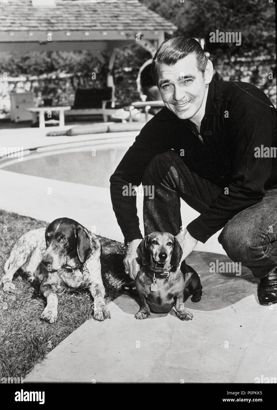 Clark gable dog hi-res stock photography and images - Alamy