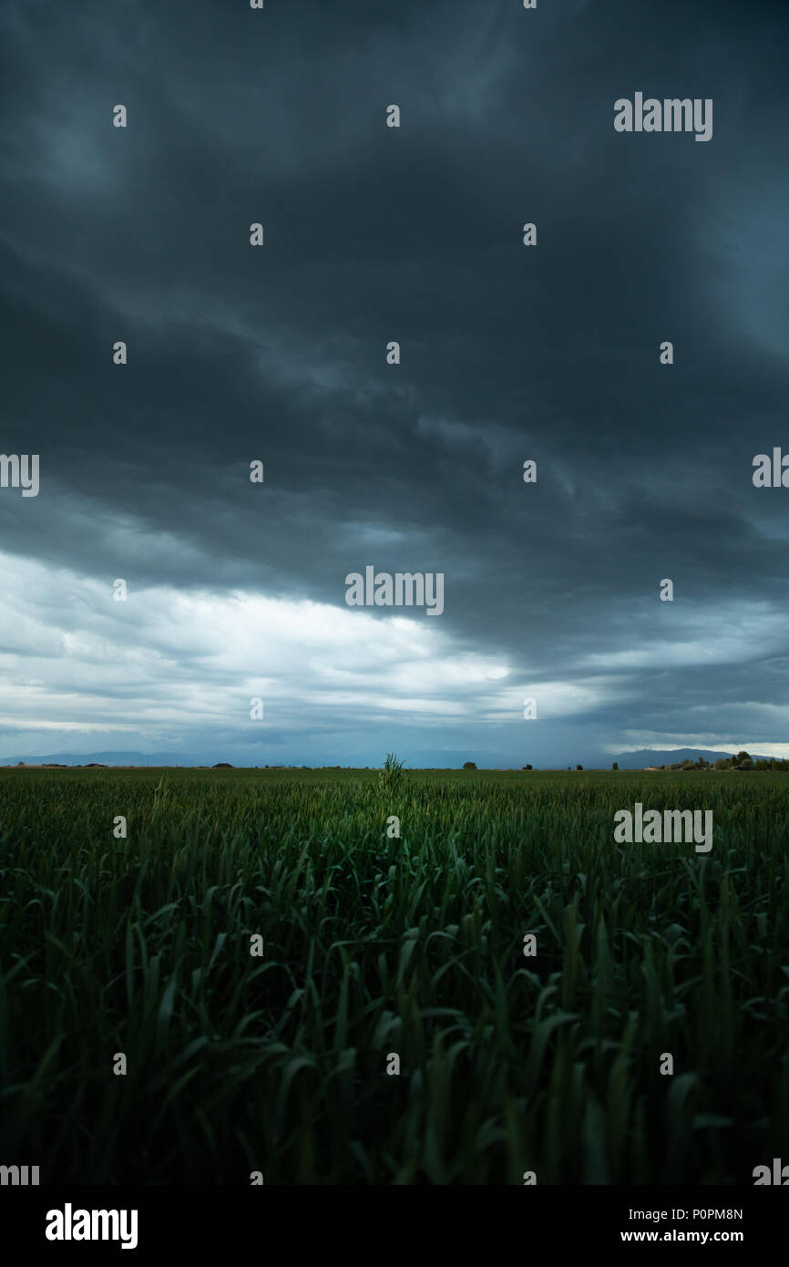 Weird how some wheat grows higher Stock Photo - Alamy