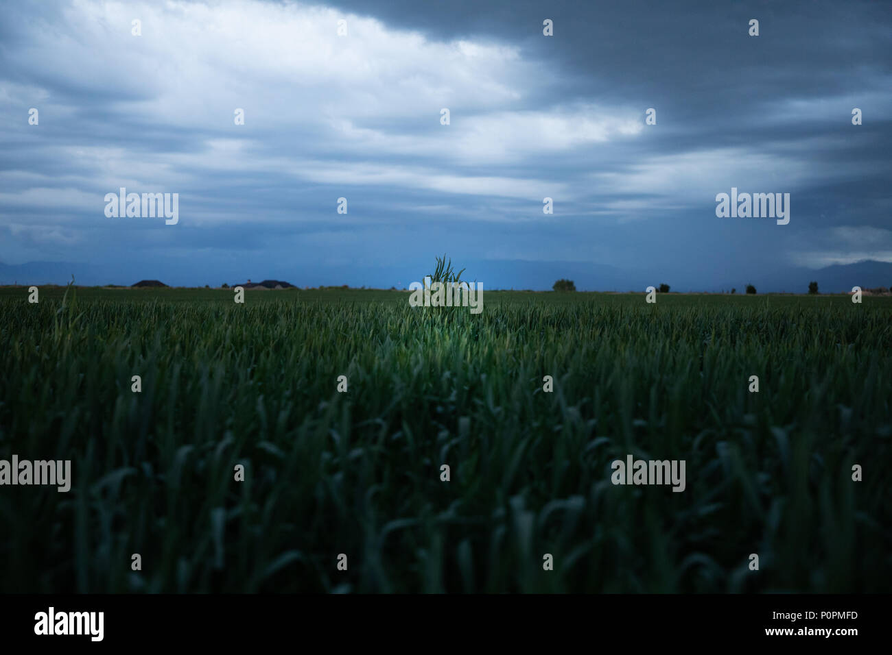 Weird how some wheat grows higher Stock Photo - Alamy