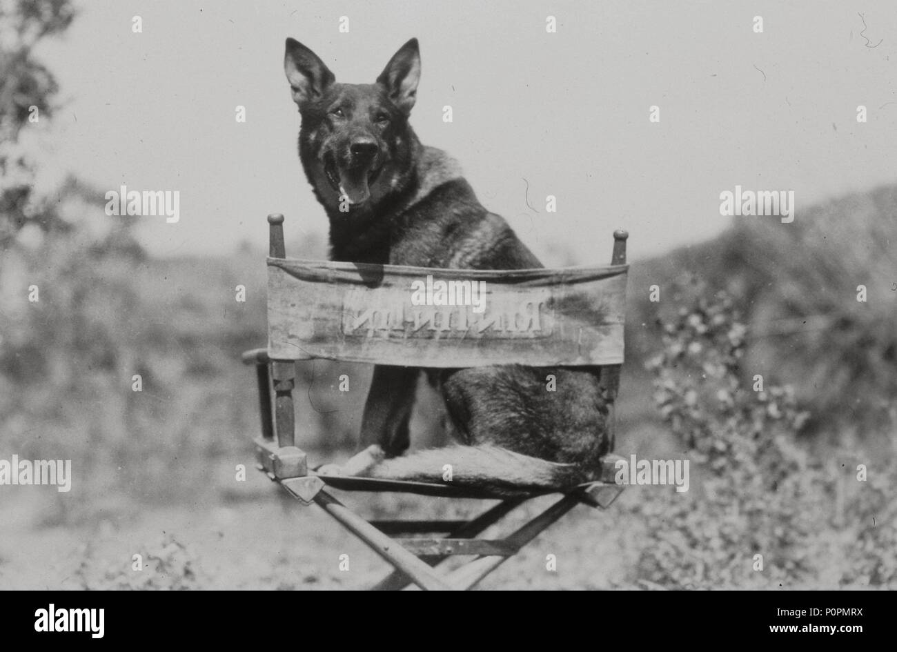 Stars: RIN TIN TIN Stock Photo - Alamy