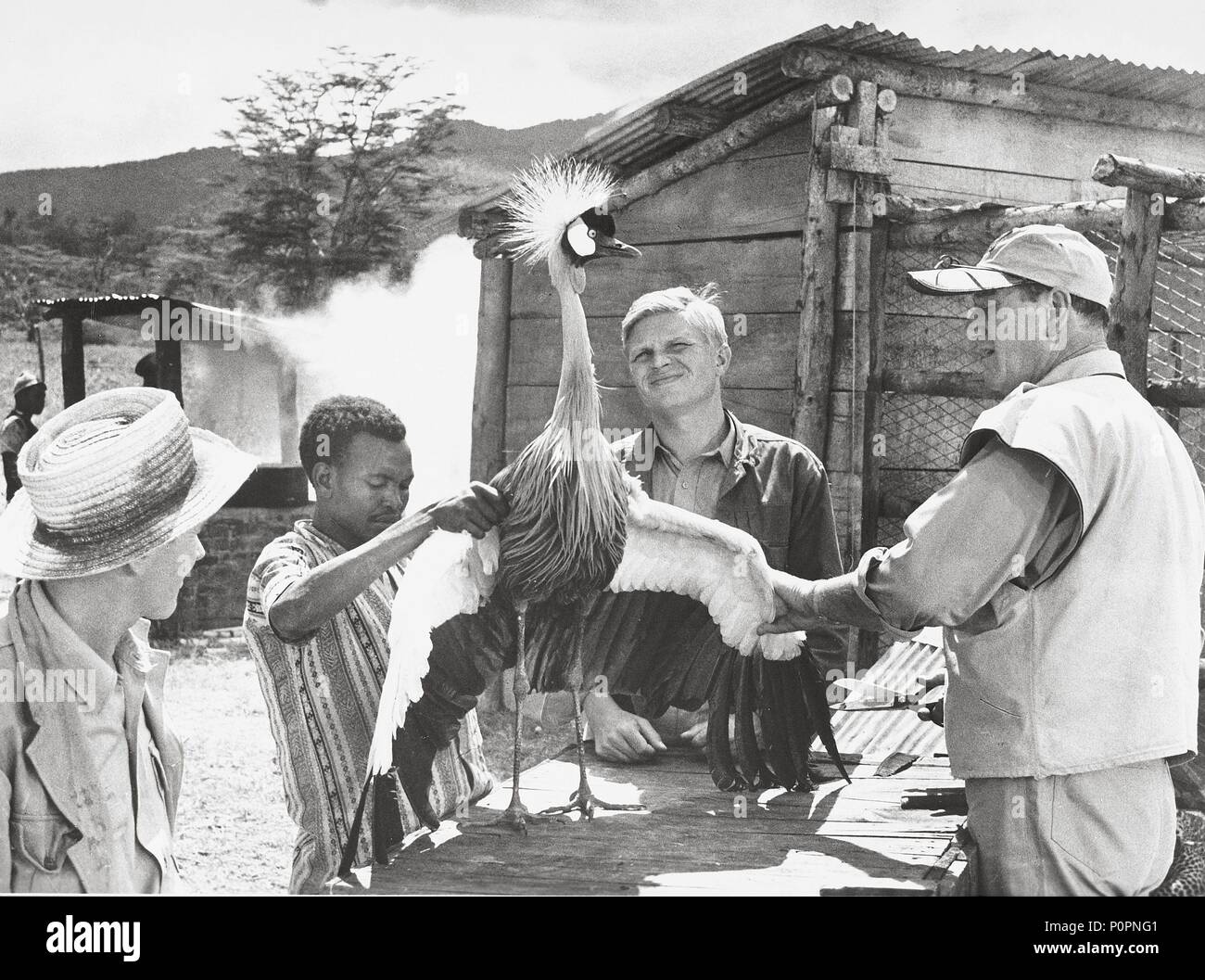 Hatari 1962 hi-res stock photography and images - Alamy