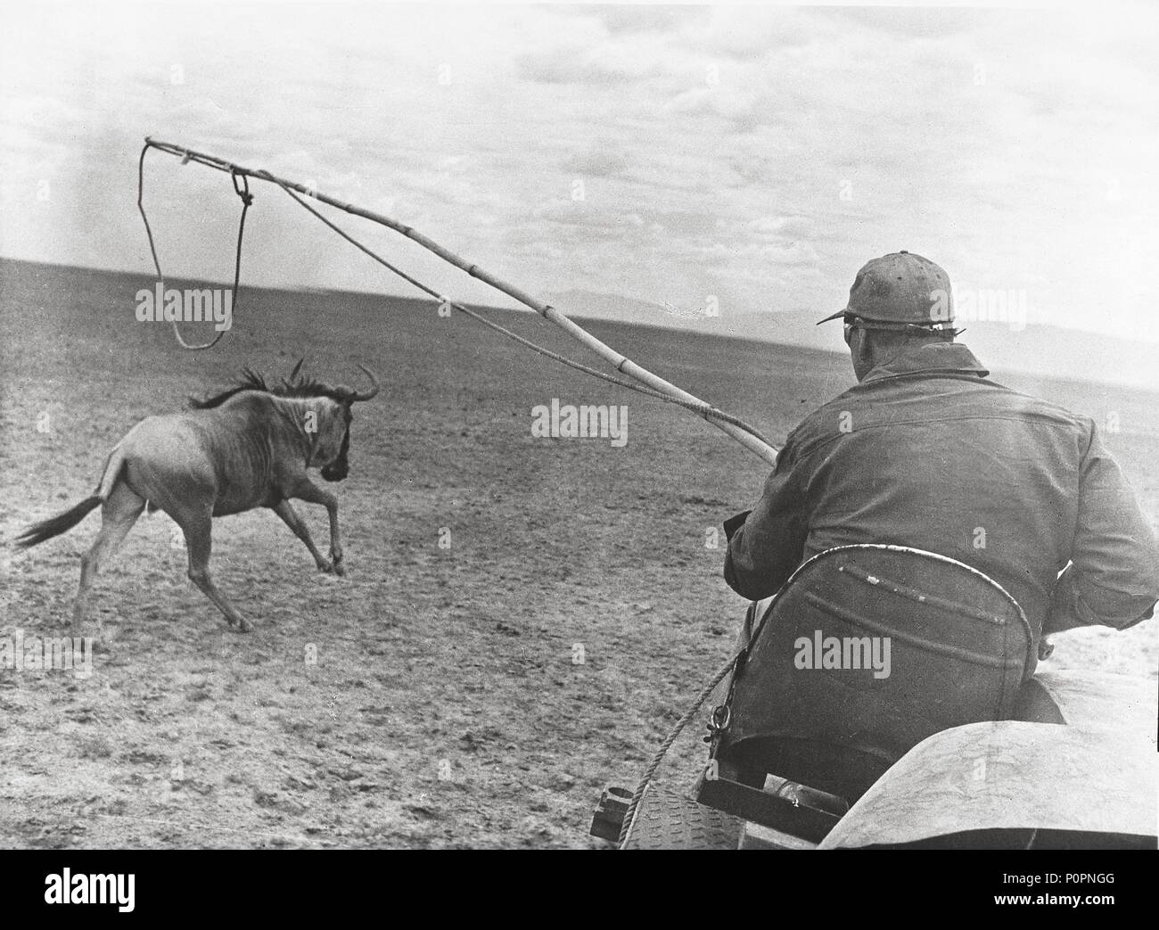 Original Film Title: HATARI!. English Title: HATARI!. Film Director ...