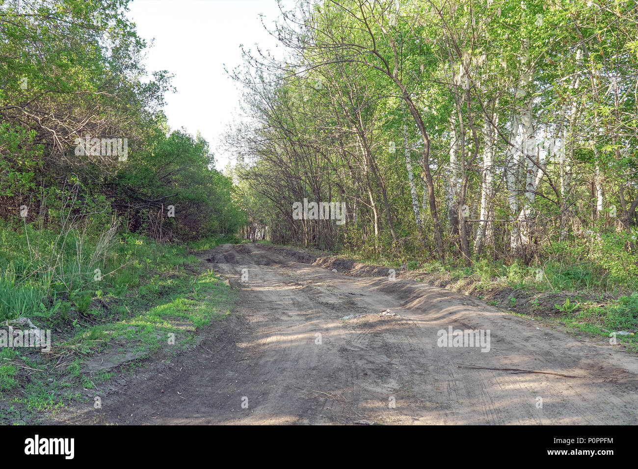 Forest dirt road in the summer Stock Photo - Alamy