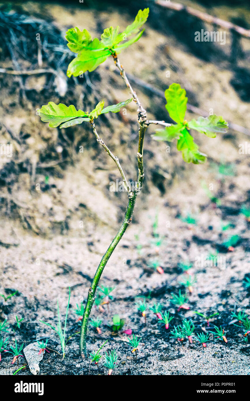 Oak seedling grown in the forest Stock Photo - Alamy