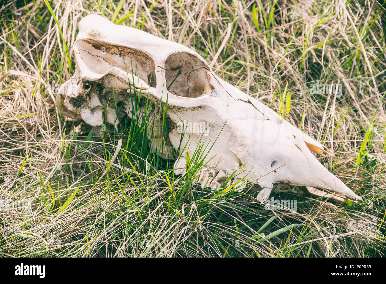 Skull of a large animal on the grass Stock Photo - Alamy