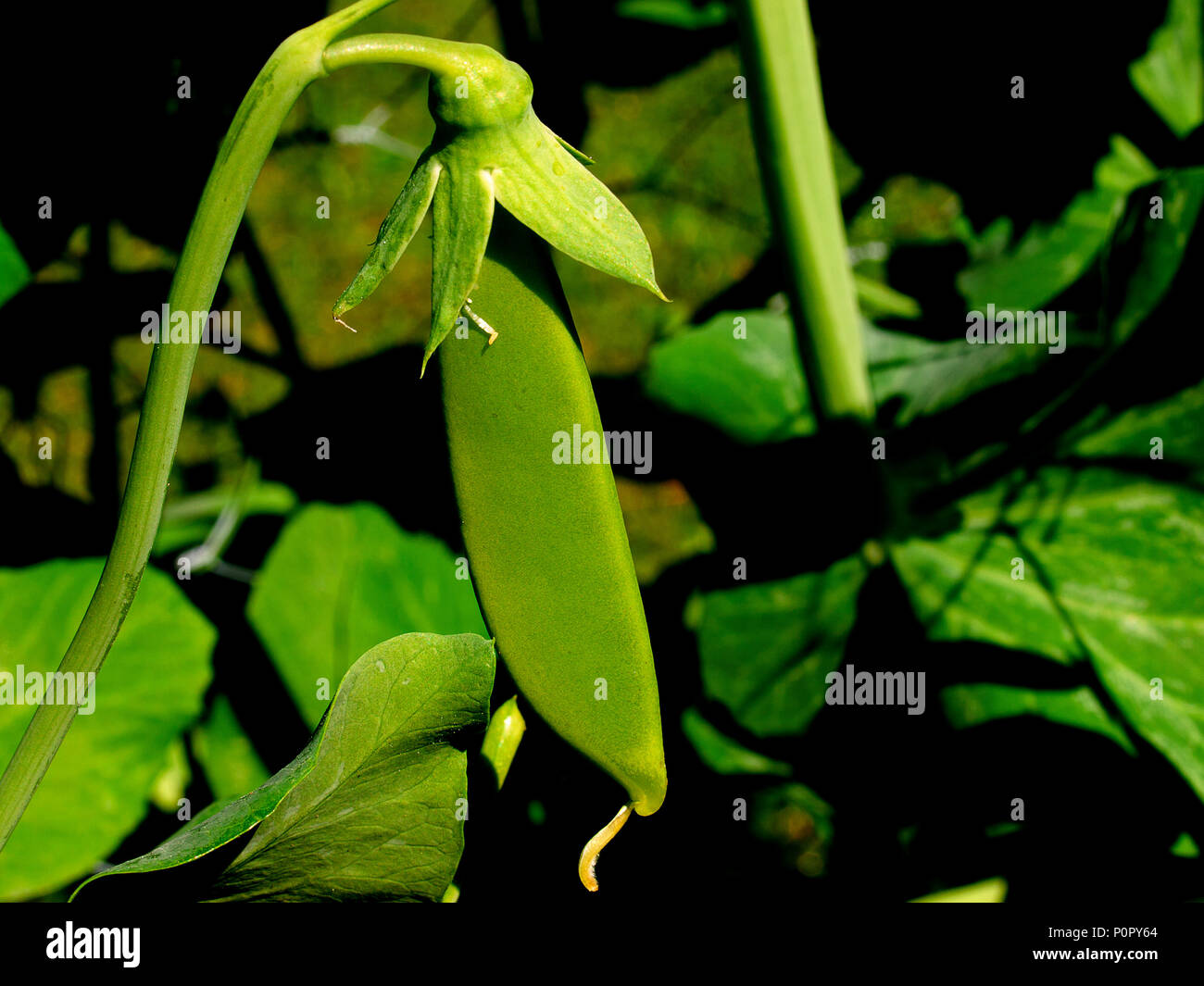 Pea pod on vine Stock Photo - Alamy