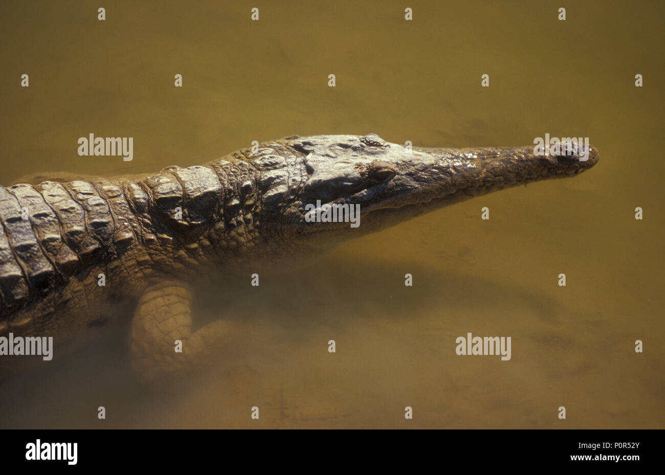 FRESHWATER CROCODILE KNOWN AS 'FRESHIE' (CROCODYLUS JOHNSTONI) WINDJANA ...