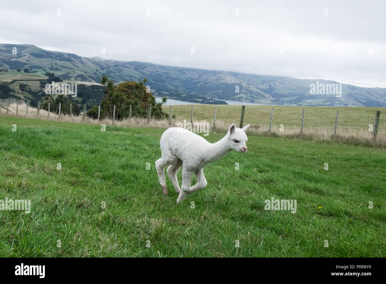 Alpacas relaxing and glazing around pasture in New Zealand Stock Photo ...