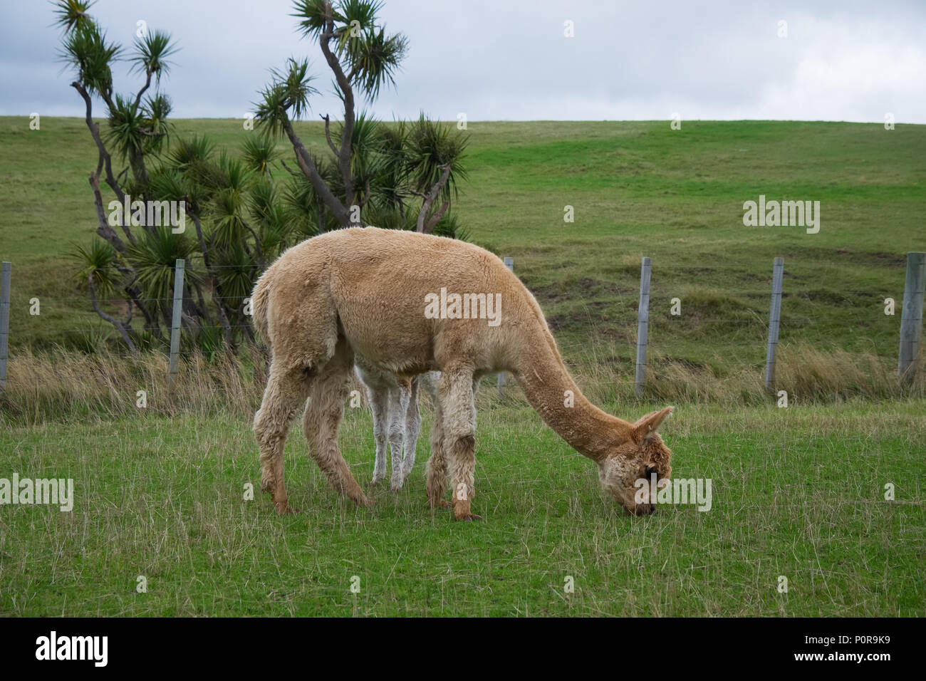 Alpacas relaxing and glazing around pasture in New Zealand Stock Photo ...