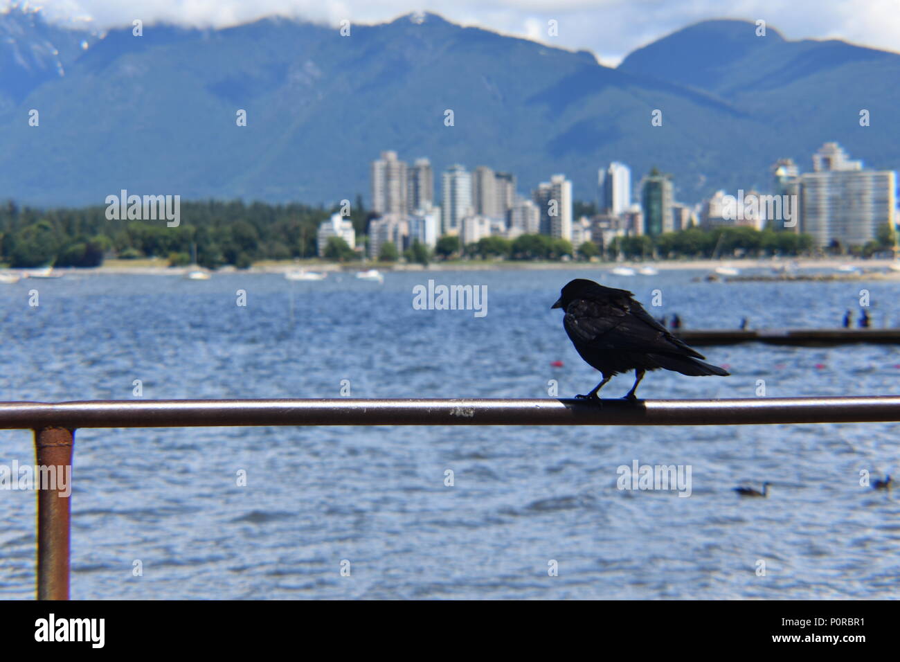 A crow looking at the sea and the downtown of Vancouver Stock Photo - Alamy