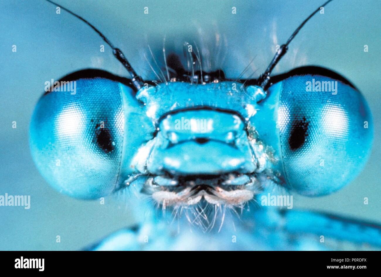 Original Film Title: MICROCOSMOS: LE PEUPLE DE L'HERBE. English Title ...