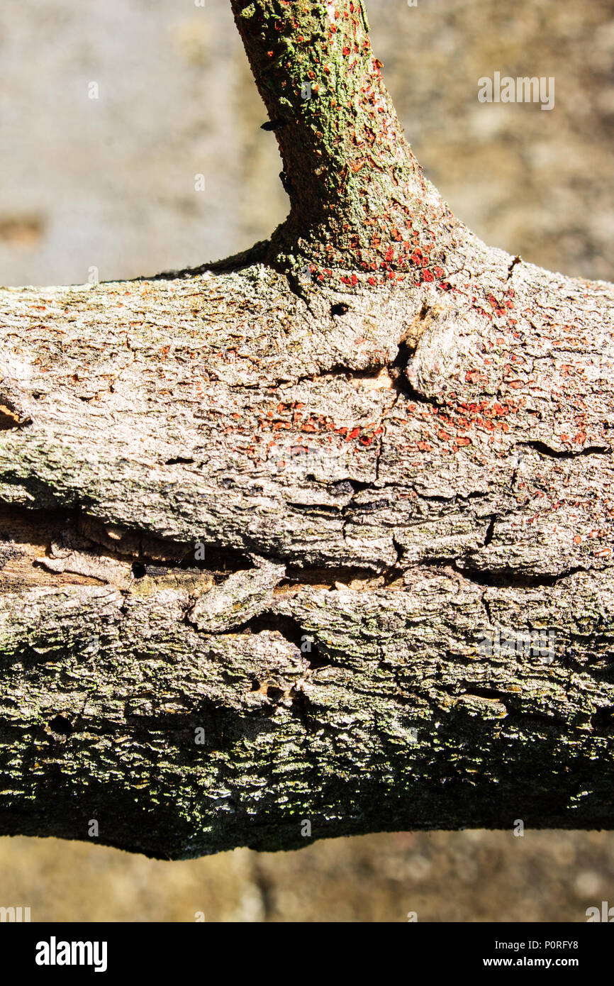 Embossed texture of the bark of dead tree with red fungi spot with sun ...