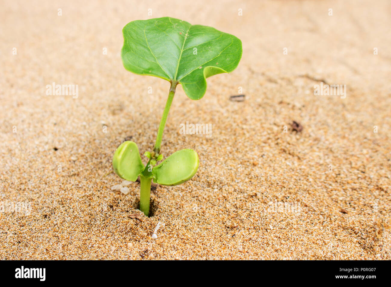 One Lonely Little Green Plant in Yellow Beach Sand Stock Photo - Alamy