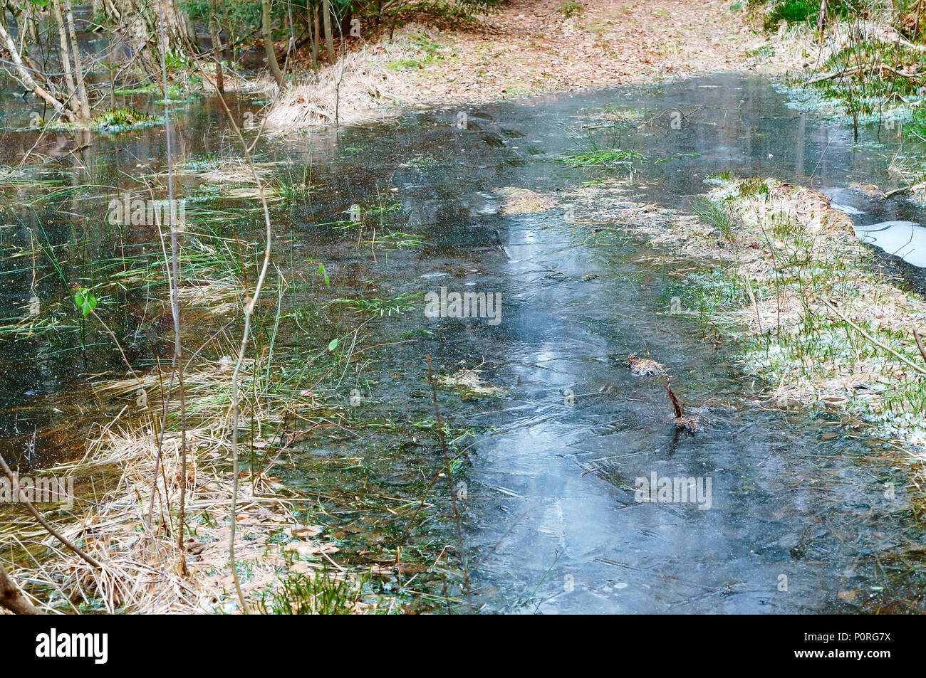 frozen water in the forest, icy forest paths, ice on puddles Stock ...