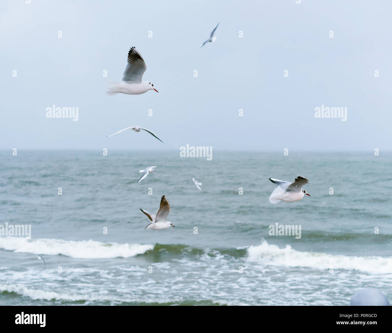 seagulls fly over the water, a cloudy day at sea, inclement windy ...