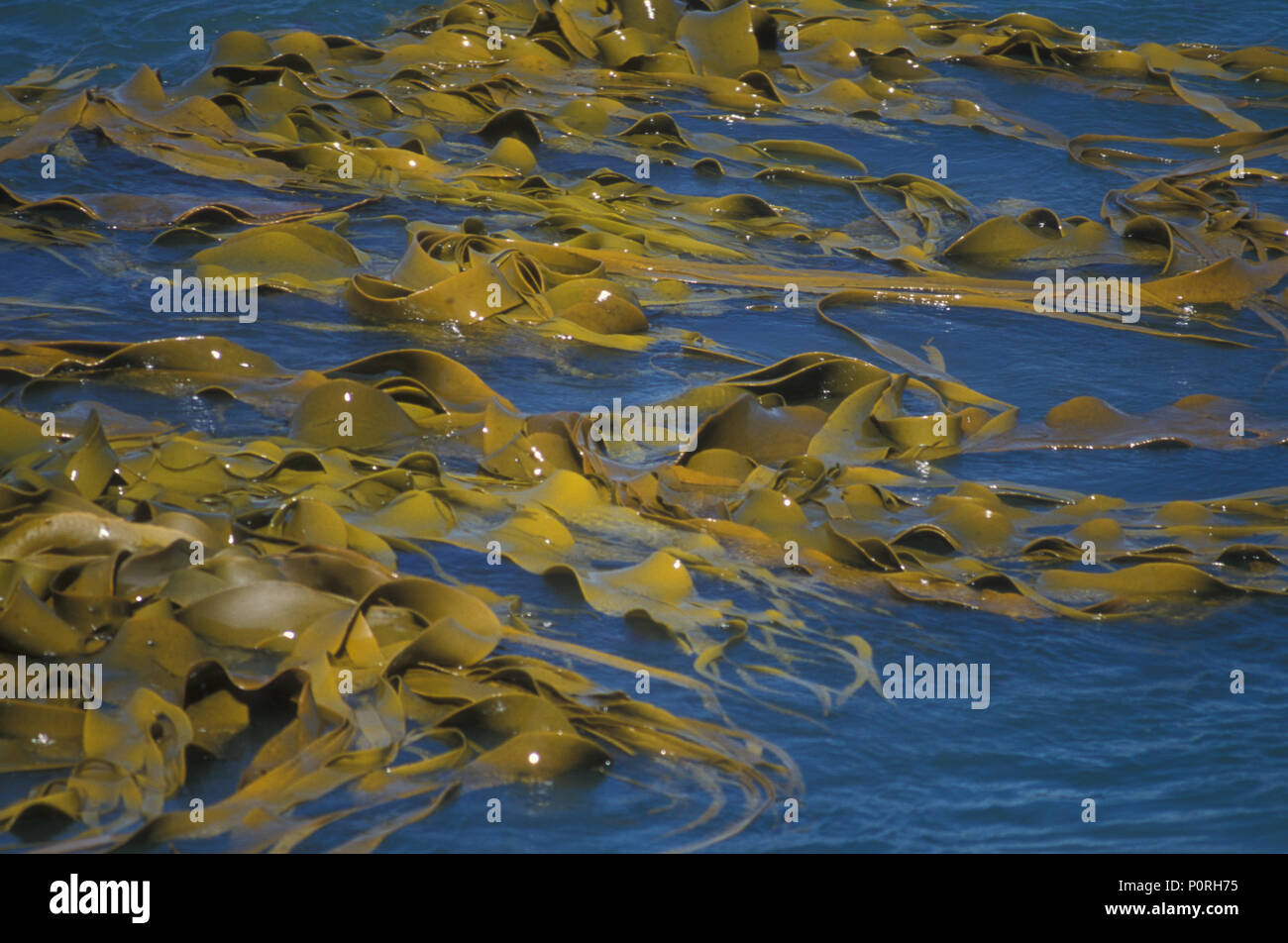Seaweed leaf hi-res stock photography and images - Alamy
