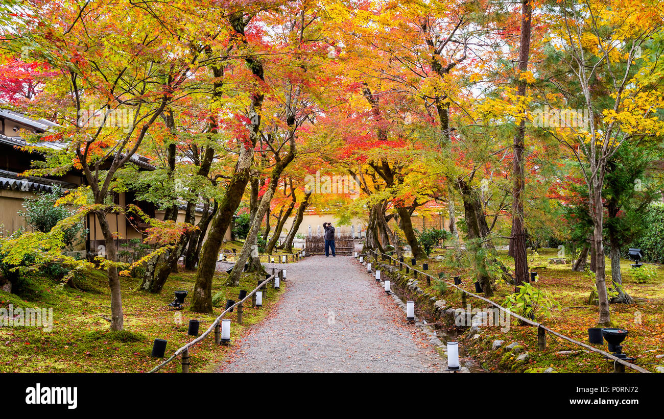 Plant japan path walking hi-res stock photography and images - Alamy