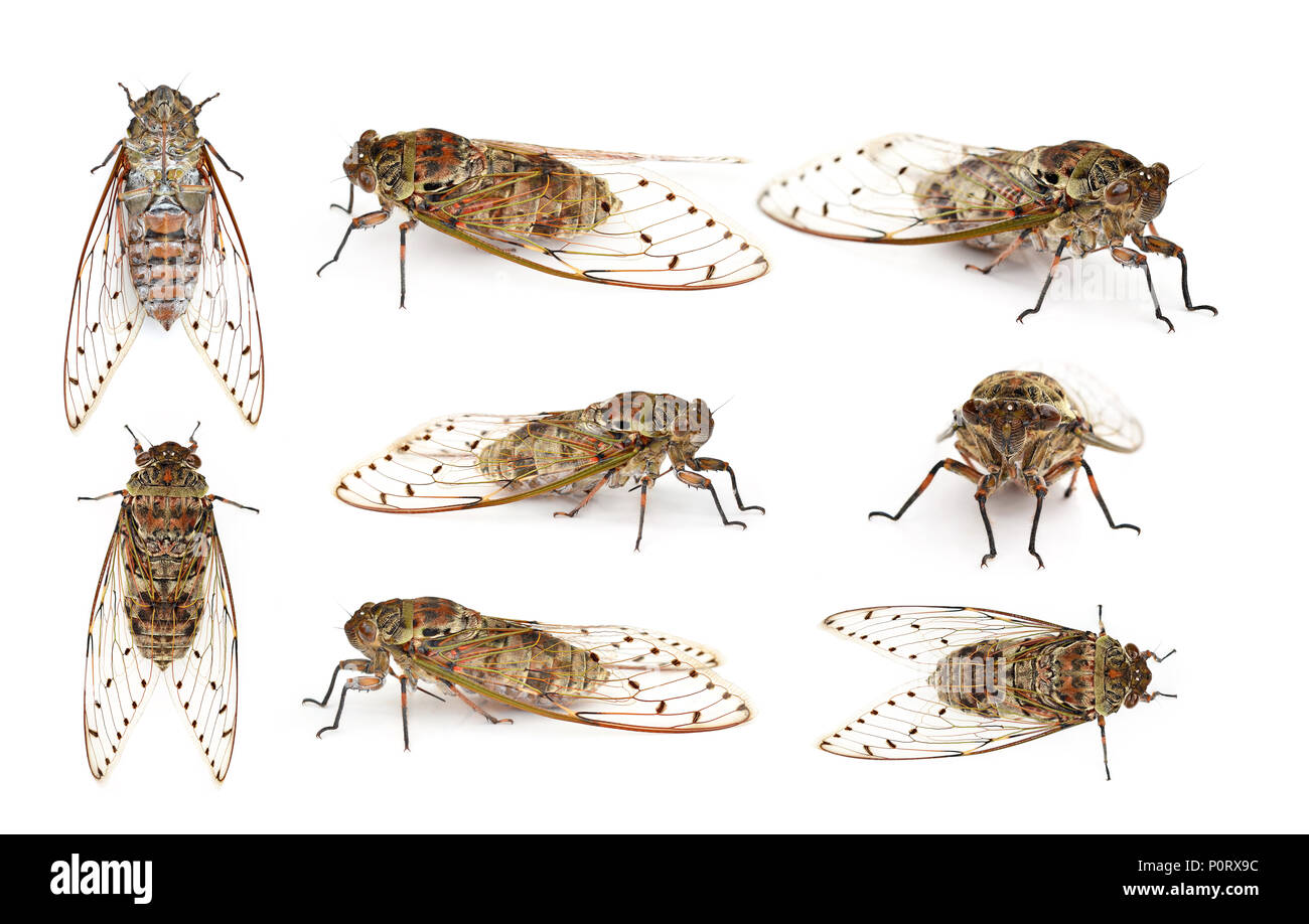 Cicada bug close up Cut Out Stock Images & Pictures - Alamy