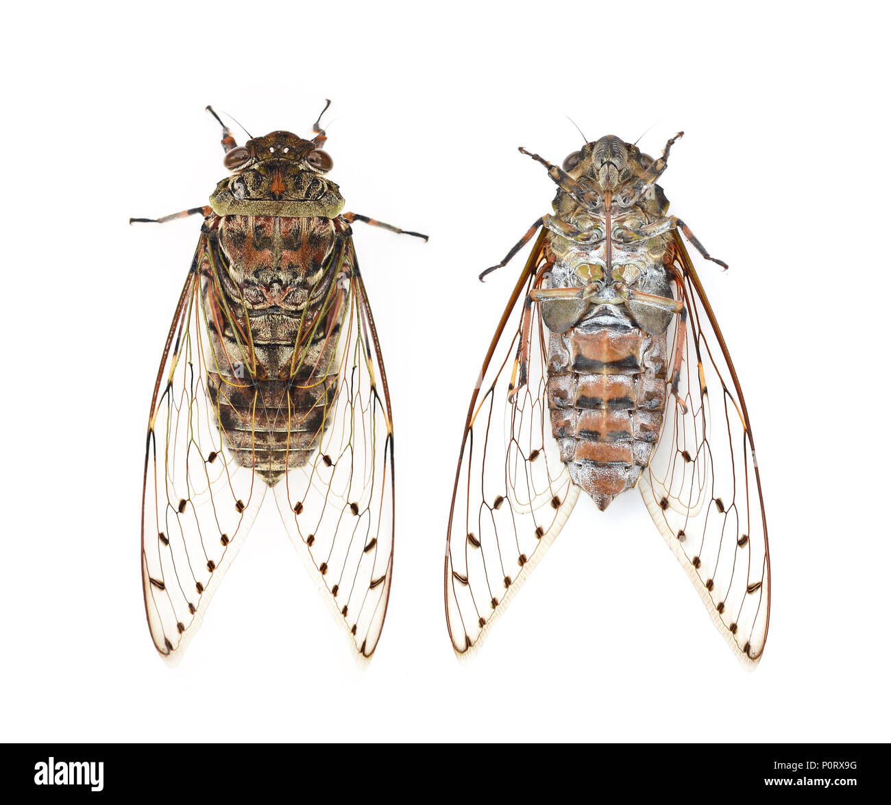 Cicada bug close up Cut Out Stock Images & Pictures - Alamy