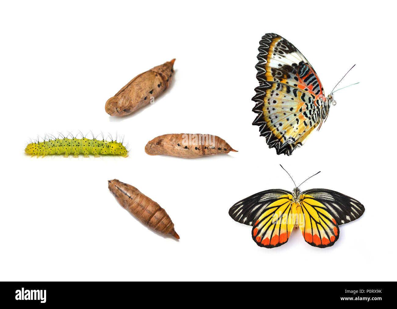 Monarch butterfly chrysalis stages Cut Out Stock Images & Pictures - Alamy