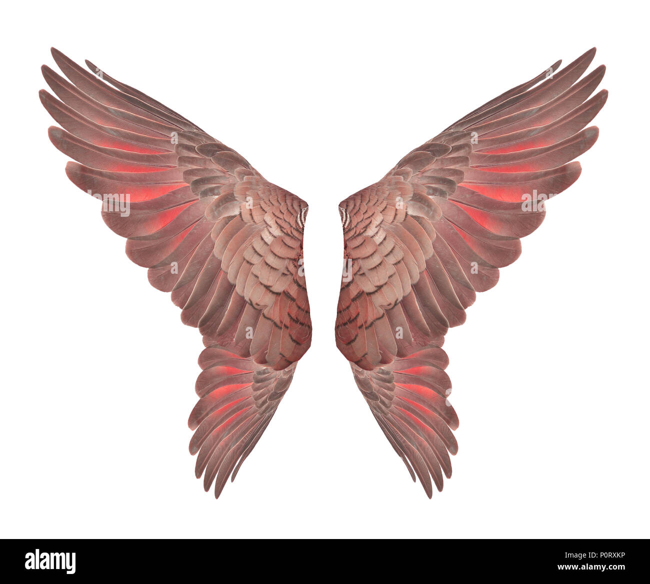 Pinion bird Cut Out Stock Images & Pictures - Alamy